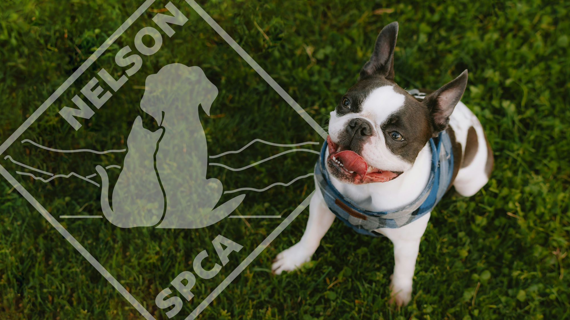 Augusta Regional SPCA